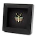 Rare Framed Pink Umbrella Mantis Taxidermy - Caliris Elegans - Female ...
