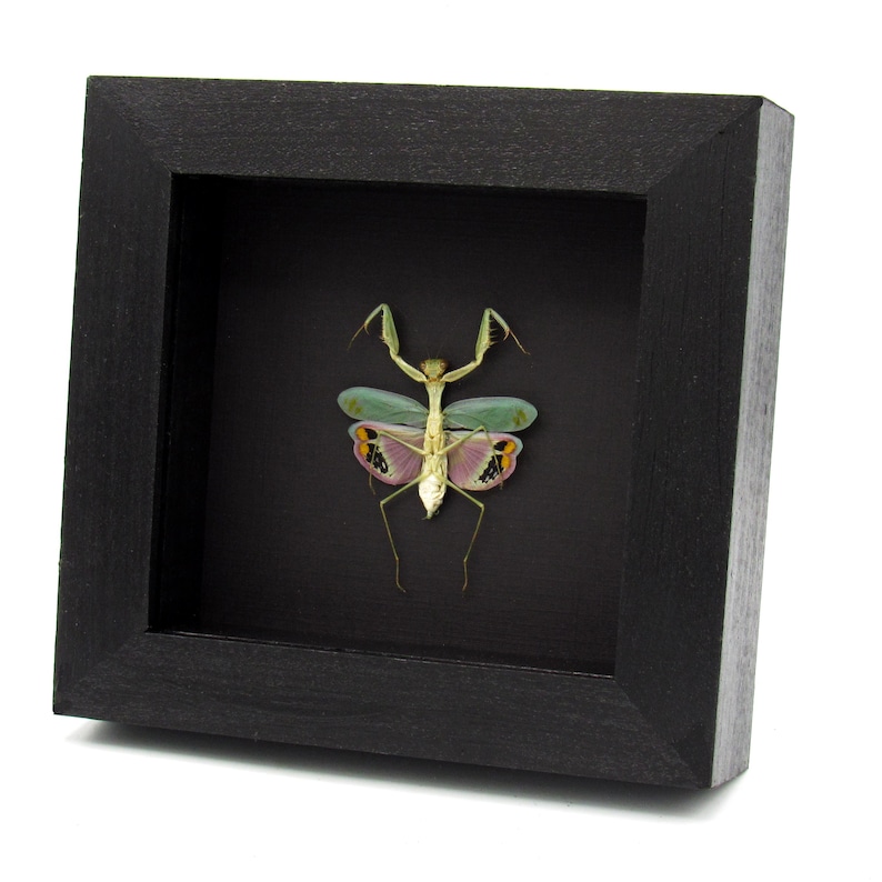 Rare Framed Pink Umbrella Mantis Taxidermy - Caliris Elegans - Female ...