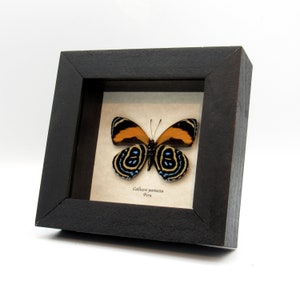 Real 88 Excelsior Butterfly Framed Taxidermy - Callicore Pastazza - Etsy
