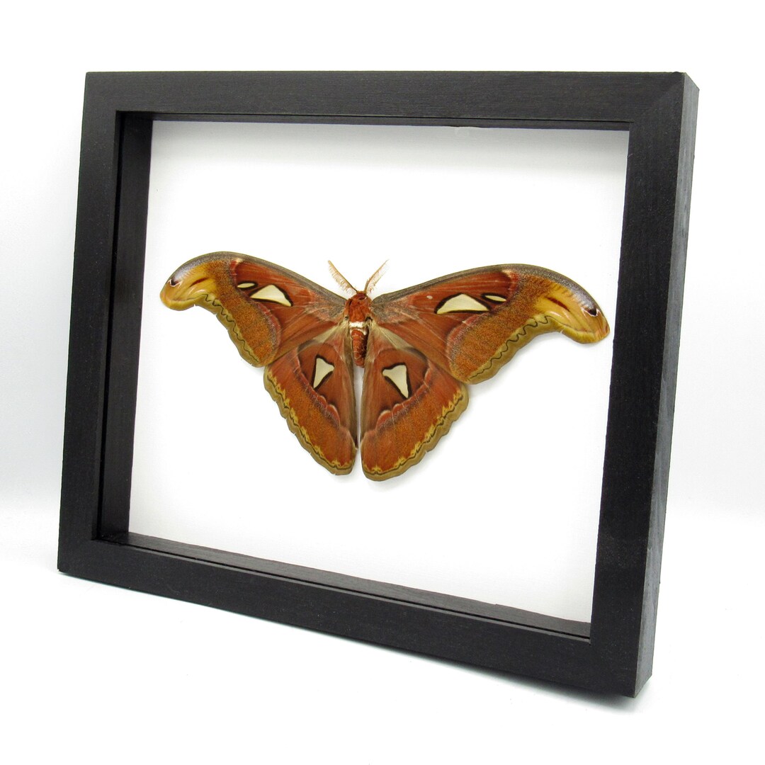 Real Giant Atlas Moth Framed Taxidermy - Attacus Atlas - Victorian ...