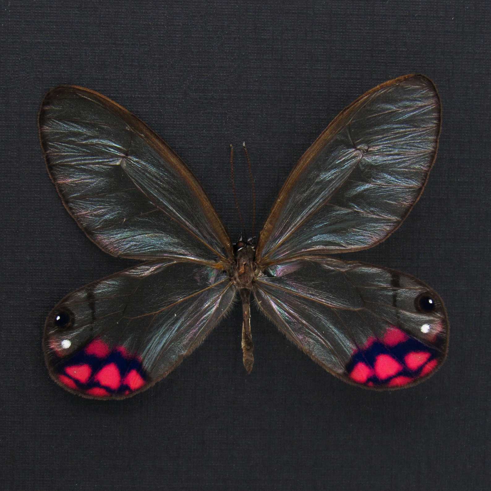 Rare Pink Glasswing Butterfly Framed Taxidermy - Cithaerias Pyropina - Etsy