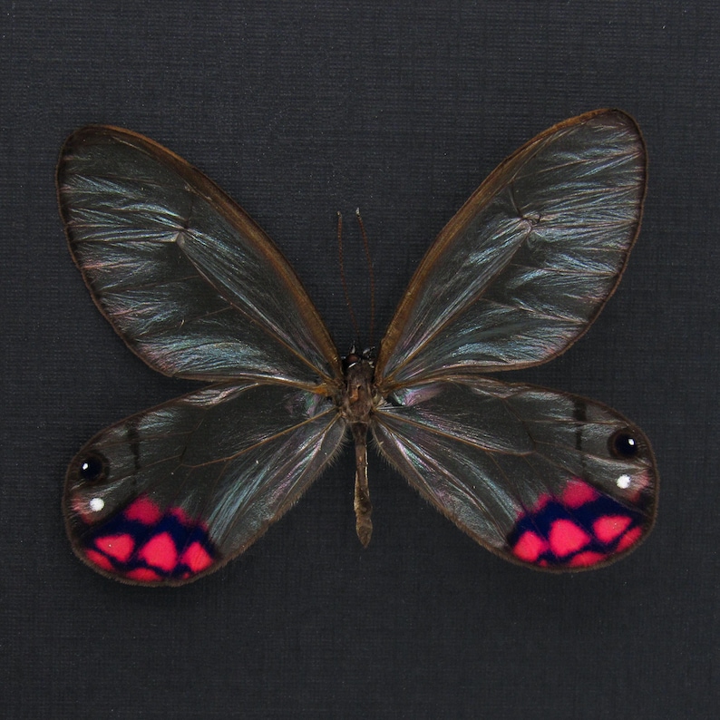 Rare Pink Glasswing Butterfly Framed Taxidermy - Cithaerias Pyropina - Etsy