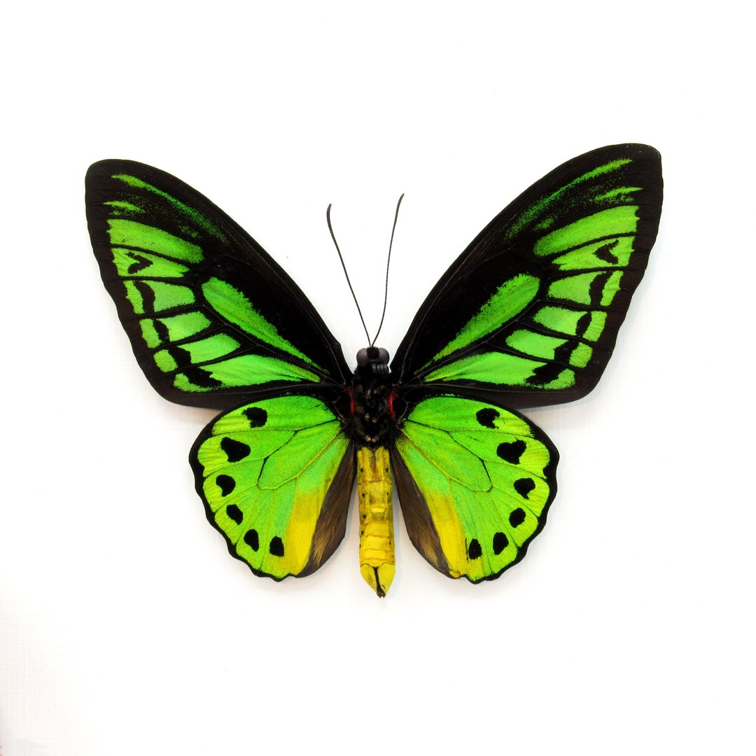 Real Giant Birdwing Butterfly Framed Taxidermy Ornithoptera Priamus ...