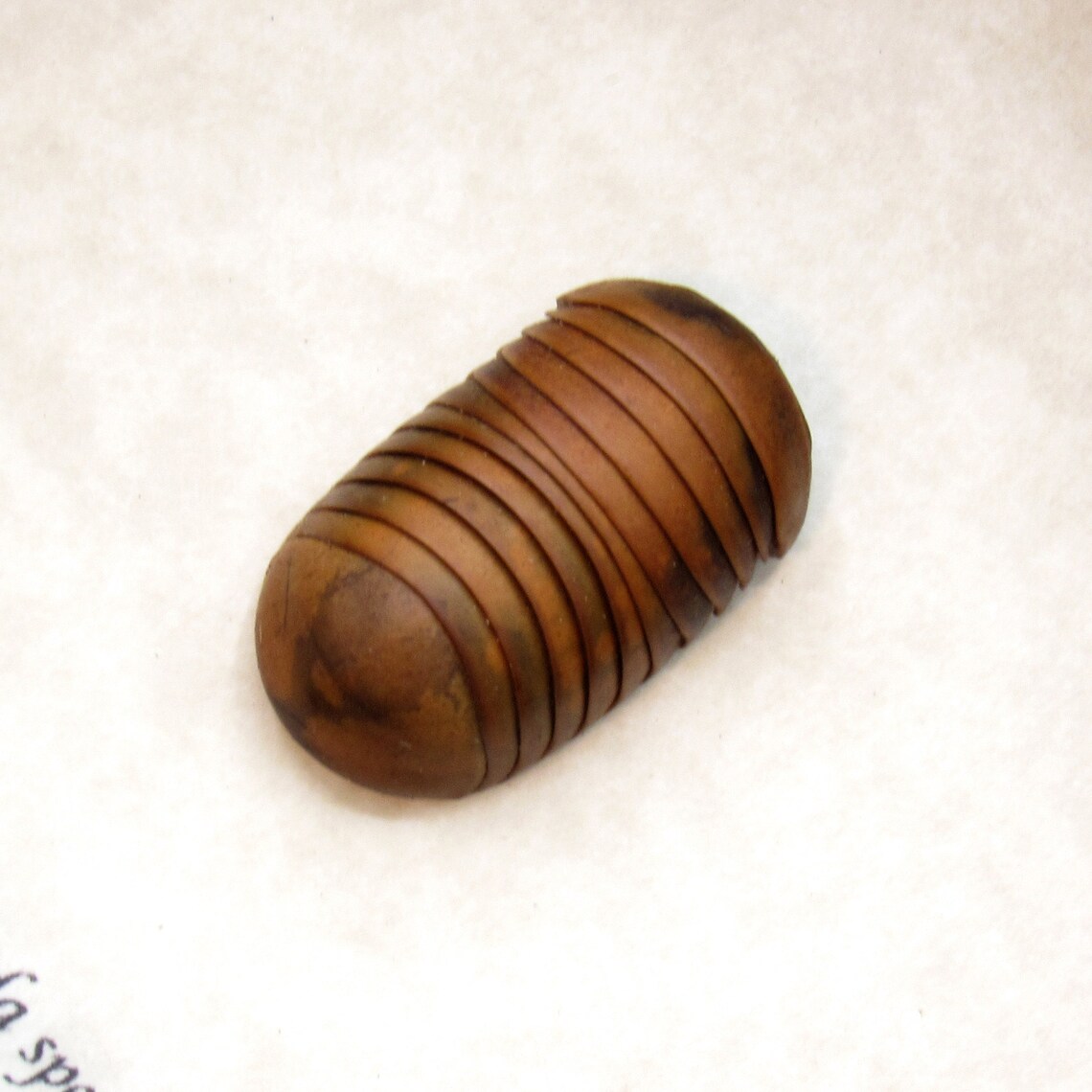 Large Roly Poly pill-millipede Framed Glomerida Species | Etsy