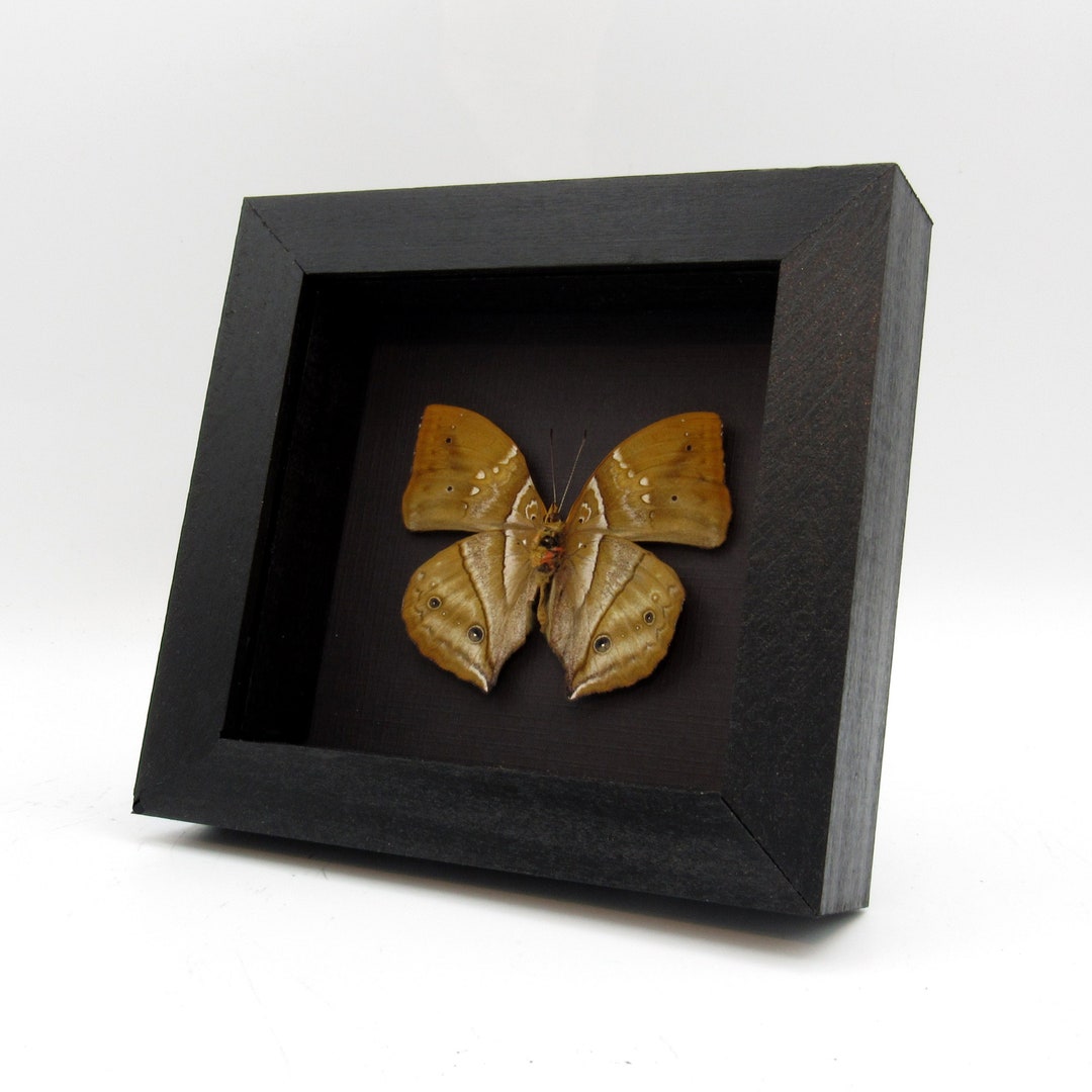 Real African Leaf Butterfly Framed Taxidermy - Kallimoides Rumia - Etsy
