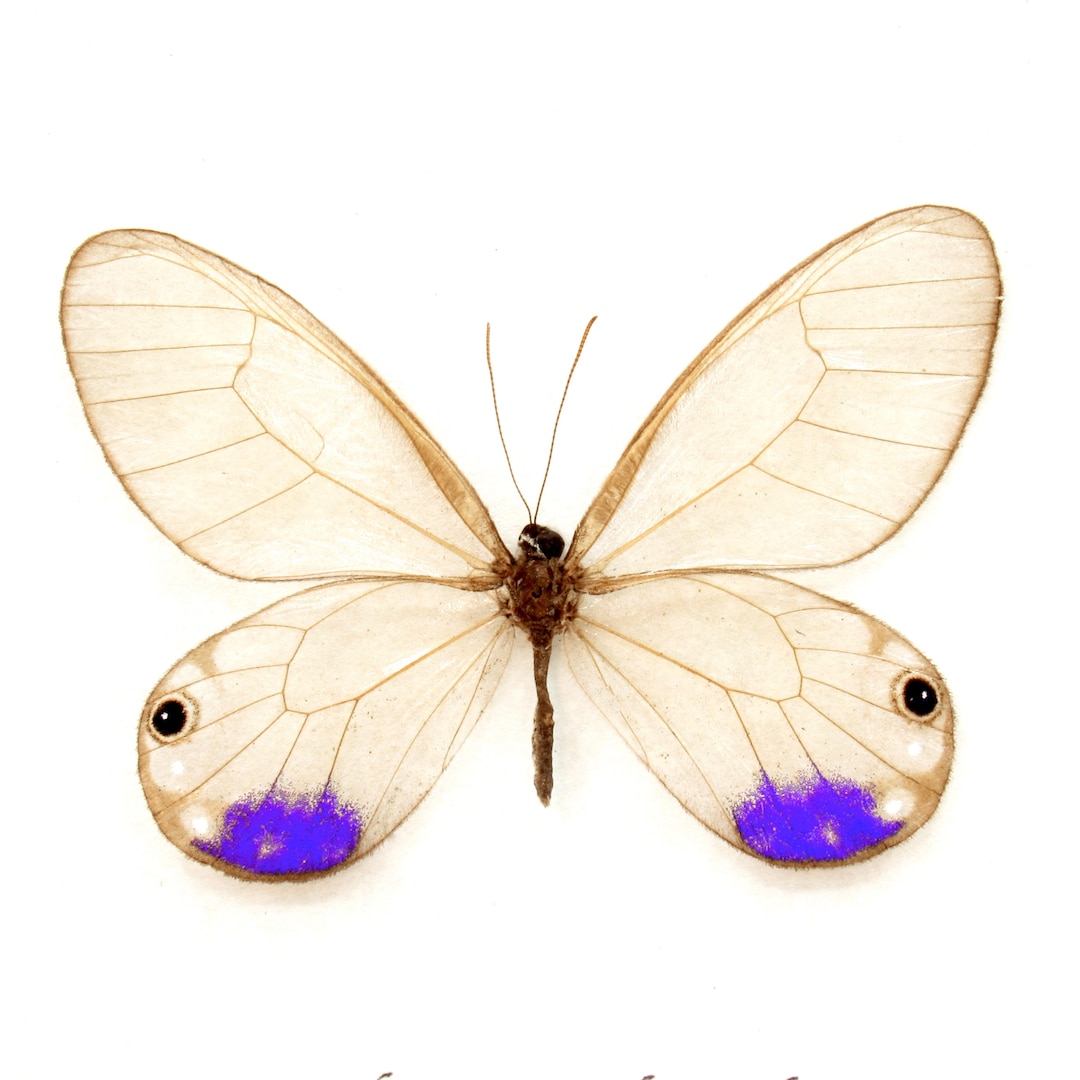Very Rare Purple Glasswing Butterfly Framed Taxidermy - Cithaerias ...