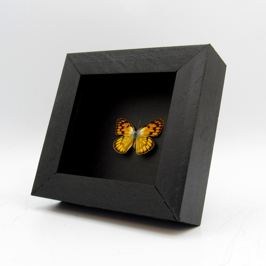 Real African Golden Arab Butterfly Framed Taxidermy Colotis Aurigineus ...