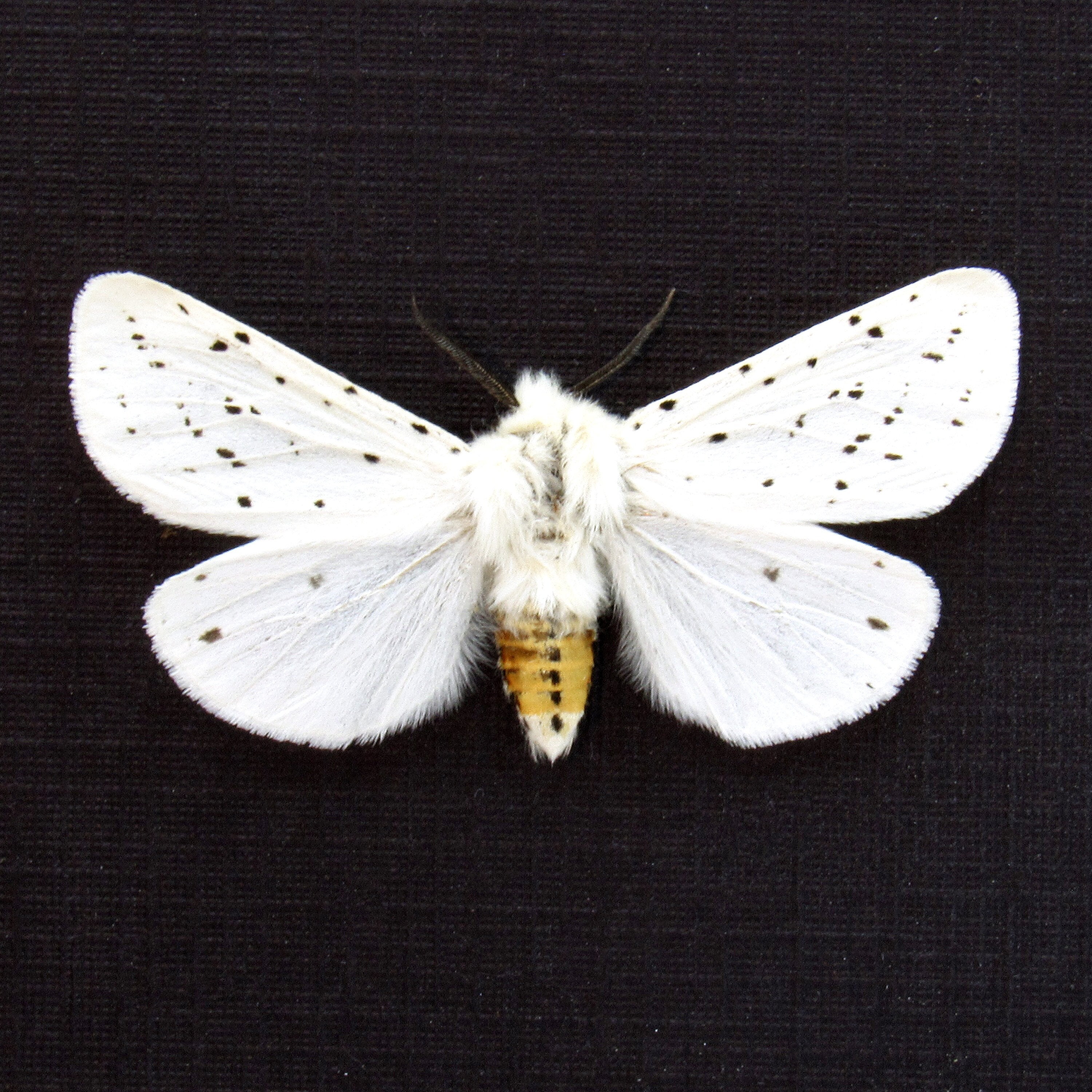 White Ermine Moth