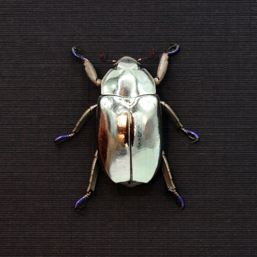 Very Rare Silver Jewel Beetle Framed Taxidermy Chrysina - Etsy