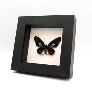 Real Variable Cattleheart Butterfly Framed Taxidermy - Parides ...