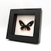 Real Variable Cattleheart Butterfly Framed Taxidermy - Parides ...
