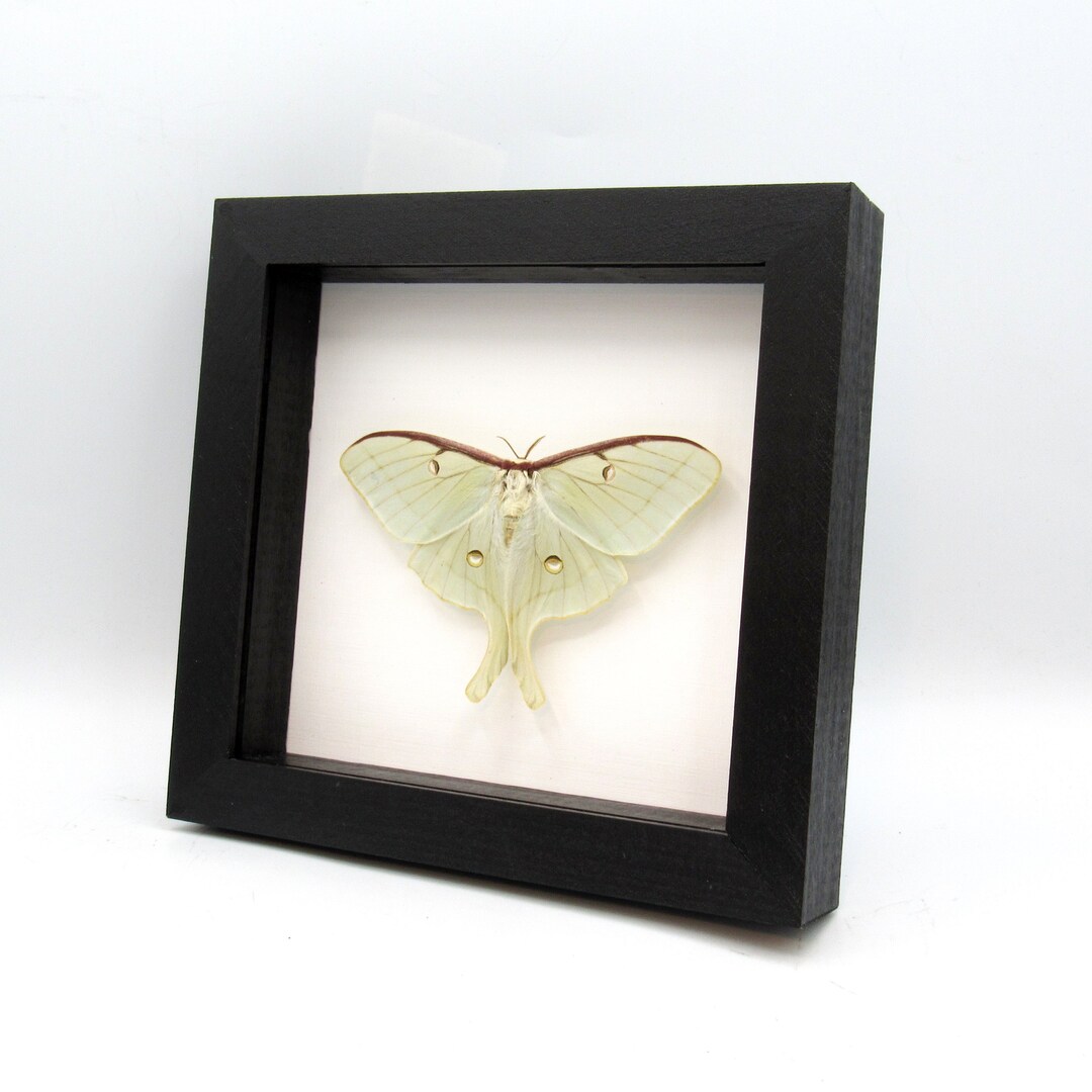 Real Large Luna Moon Moth Framed Taxidermy - Actias Luna - Female ...