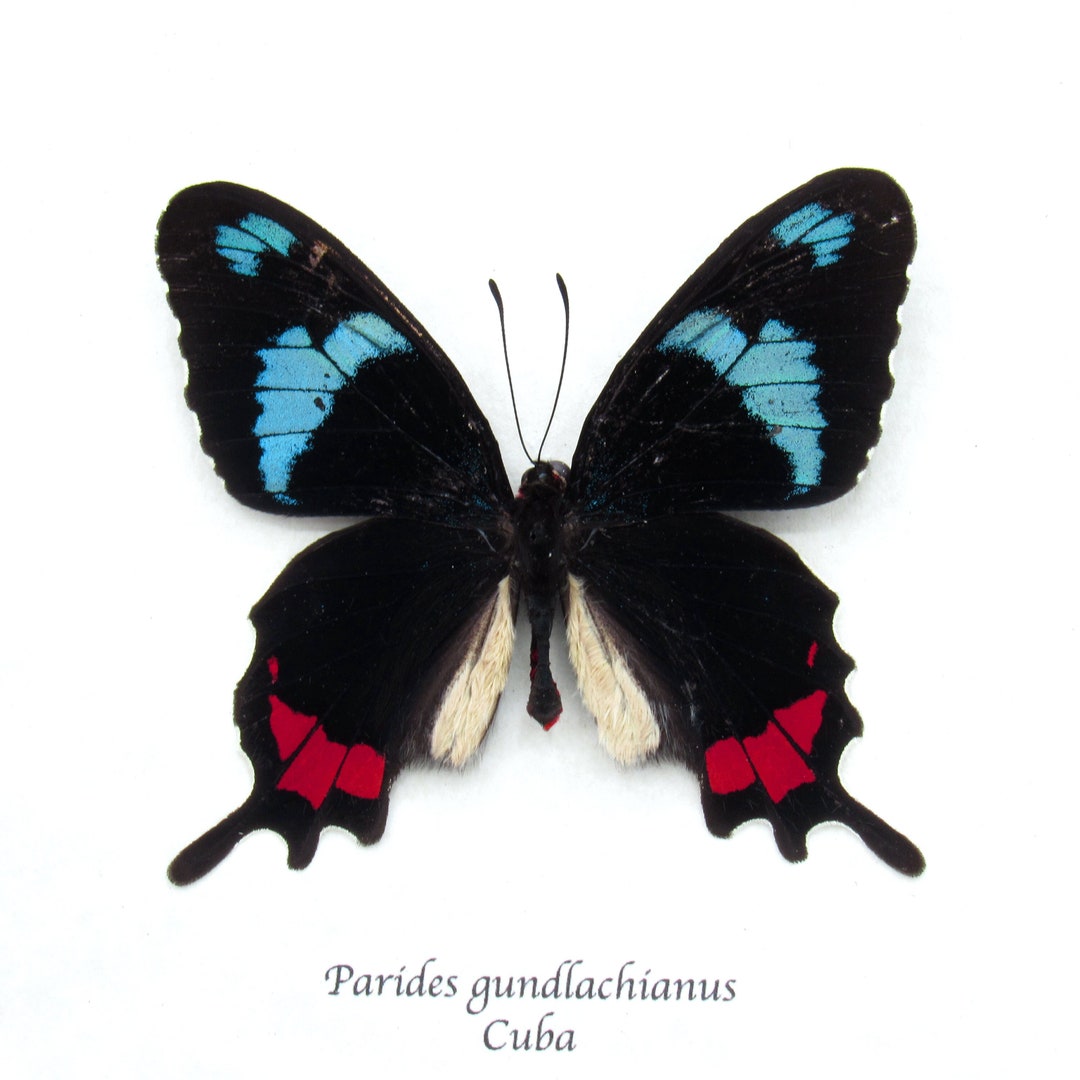 Very Rare Real Blue Cattleheart Butterfly Framed Taxidermy Parides ...