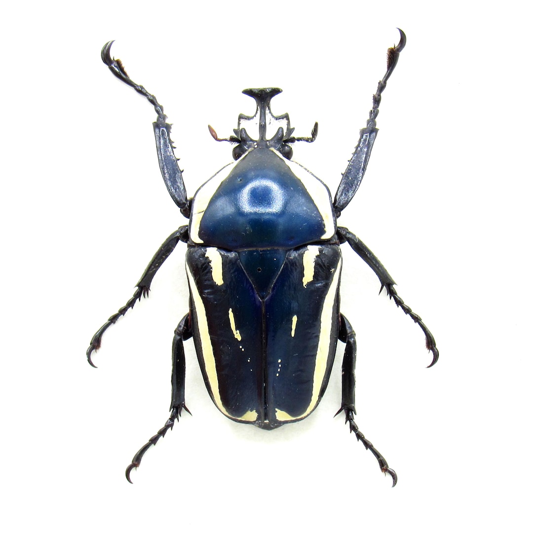 Real Scarab Beetle Framed Taxidermy - Dicronorhina Derbyana - Large ...