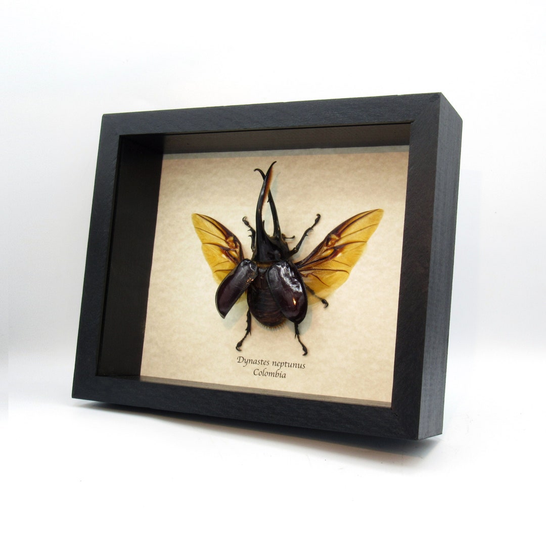 Real Giant Neptune Beetle Framed Taxidermy - Dynastes Neptunus - Etsy