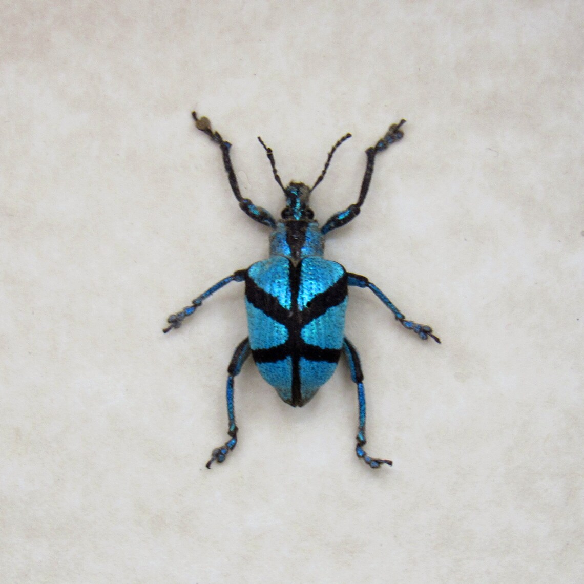 Rare Blue Metallic Weevil Framed Taxidermy Polytelis - Etsy