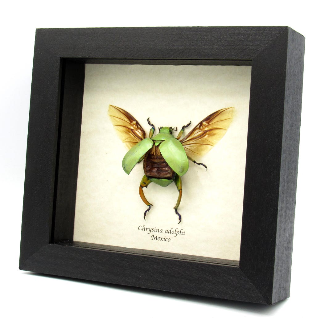 Rare Large Rainbow Legged Scarab Beetle Framed Taxidermy - Chrysina ...