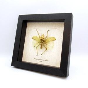 Rare Spiny Devil Katydid Framed Taxidermy - Panacanthus Cuspidatus - Etsy