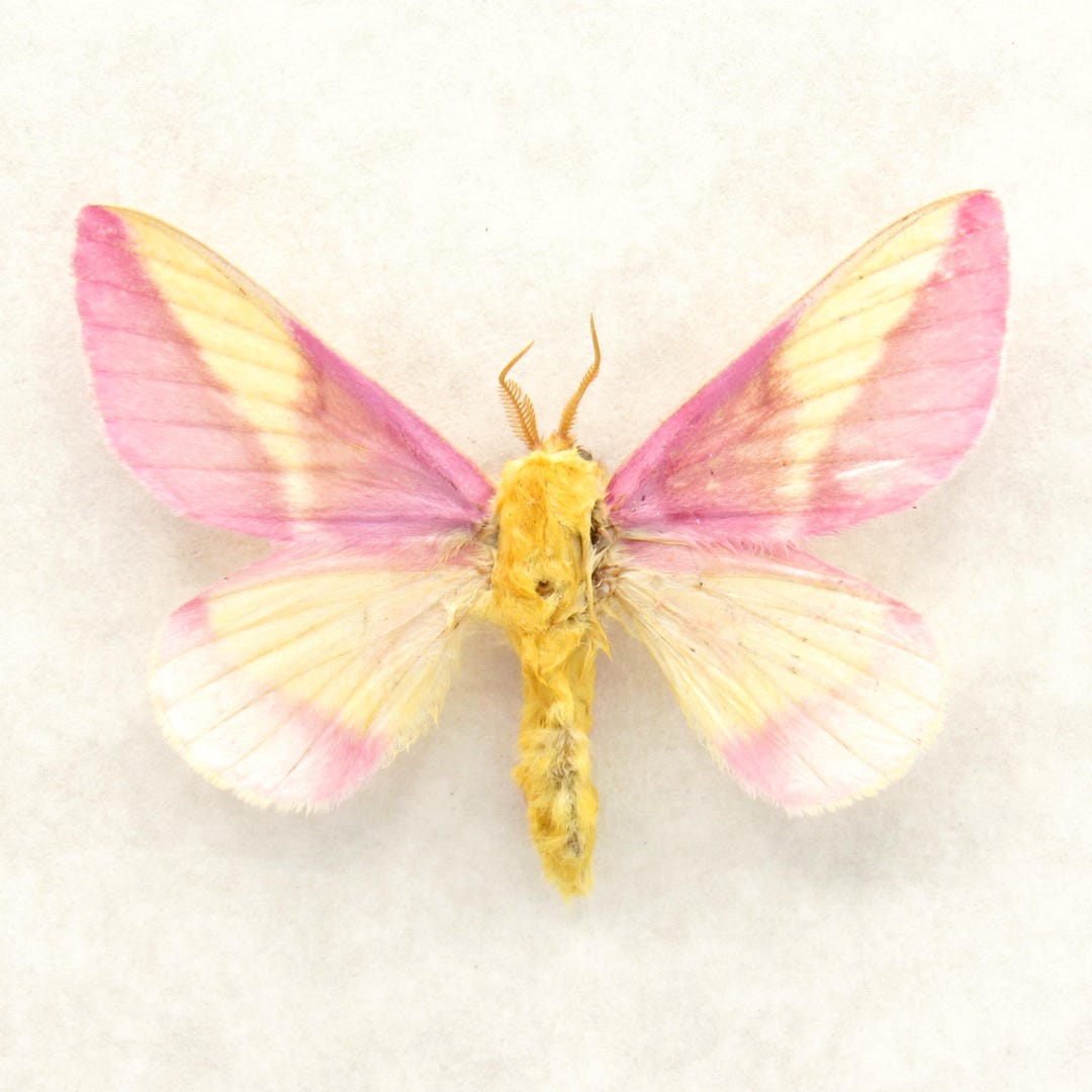Real Pink Rosy Maple Moth Framed Taxidermy Dryocampa Rubicunda Minor ...
