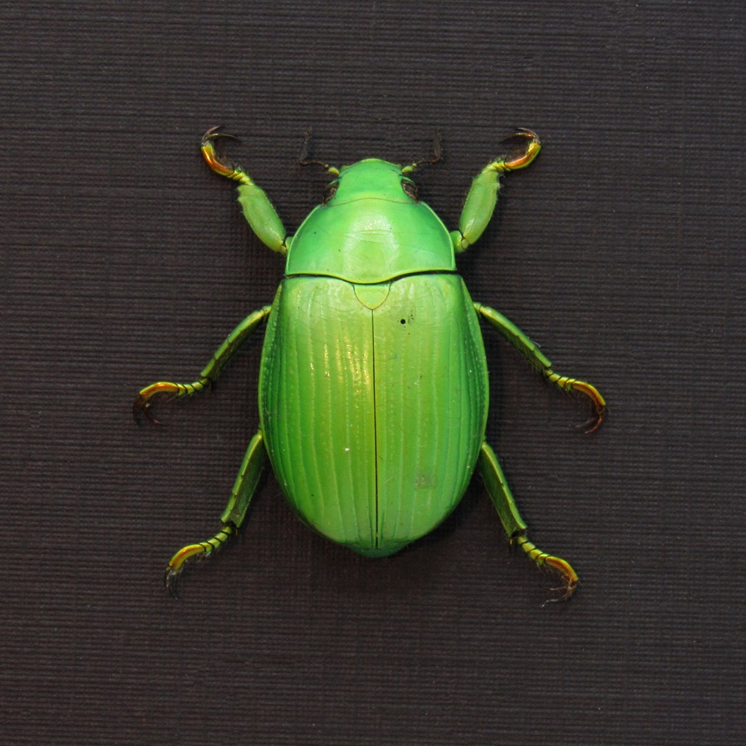 Real Green Jewel Scarab Beetle Framed Taxidermy - Chrysina ...