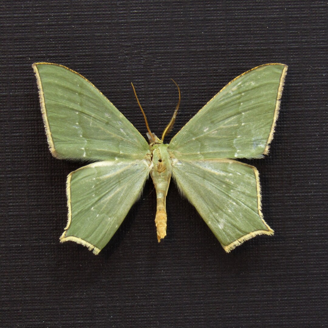 Real Tiny Green Geometer Moth Framed Taxidermy Maxates Korintjiensis - Etsy