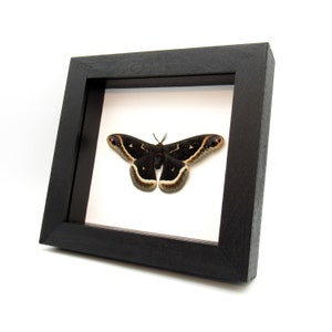 Rare Calleta Silkmoth Framed Taxidermy - Eupackardia Calleta - Etsy