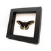 Rare Calleta Silkmoth Framed Taxidermy - Eupackardia Calleta - Etsy