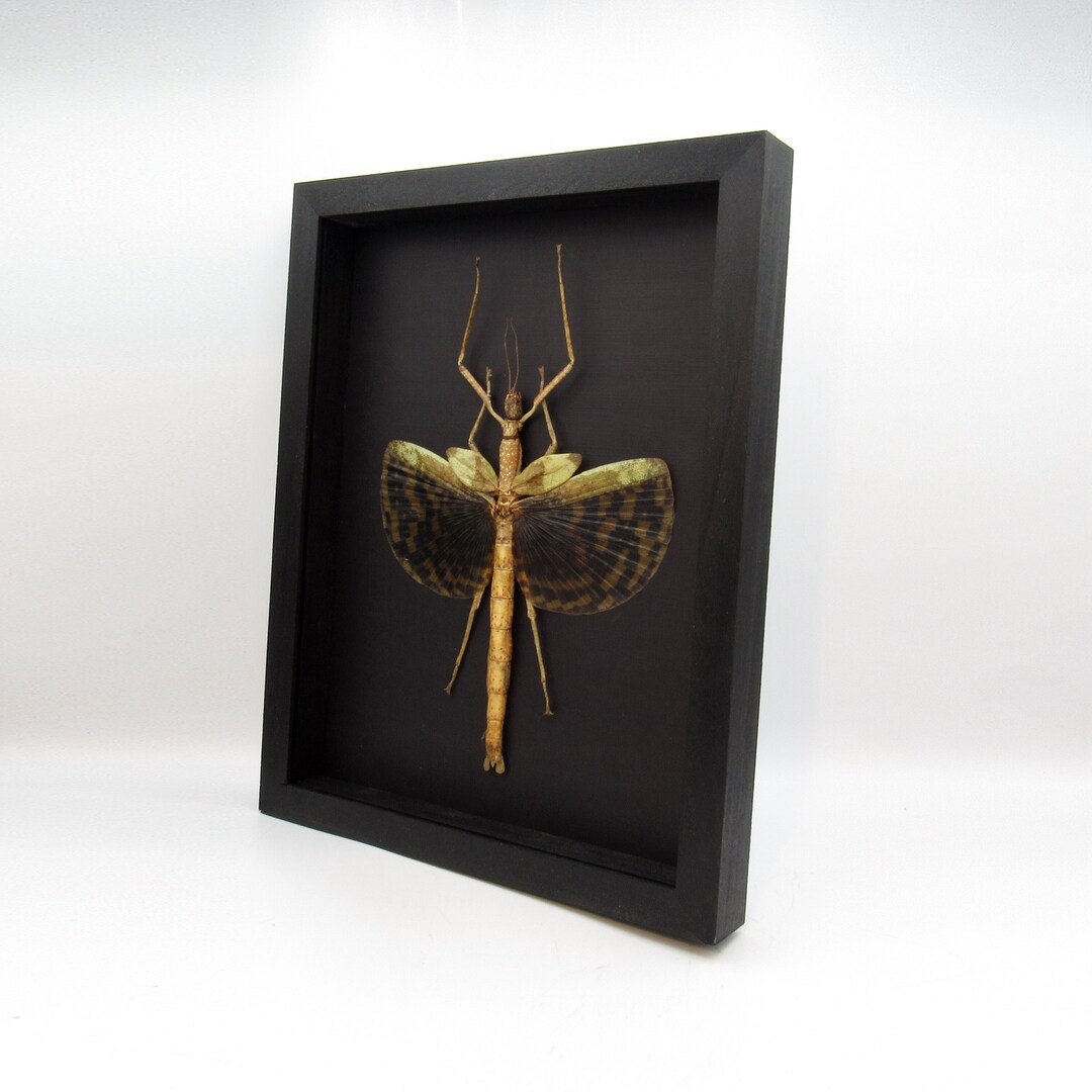 Gigantic Real Winged Walking Stick Insect Framed Taxidermy - Phasma ...