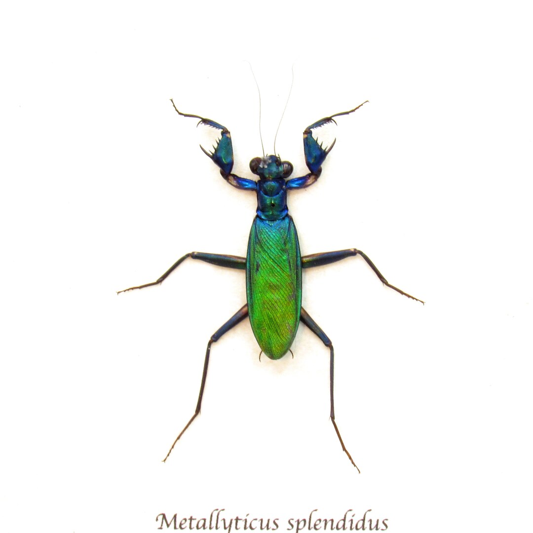 Rare Metallic Rainbow Mantis Framed Taxidermy - Metallyticus Splendidus ...
