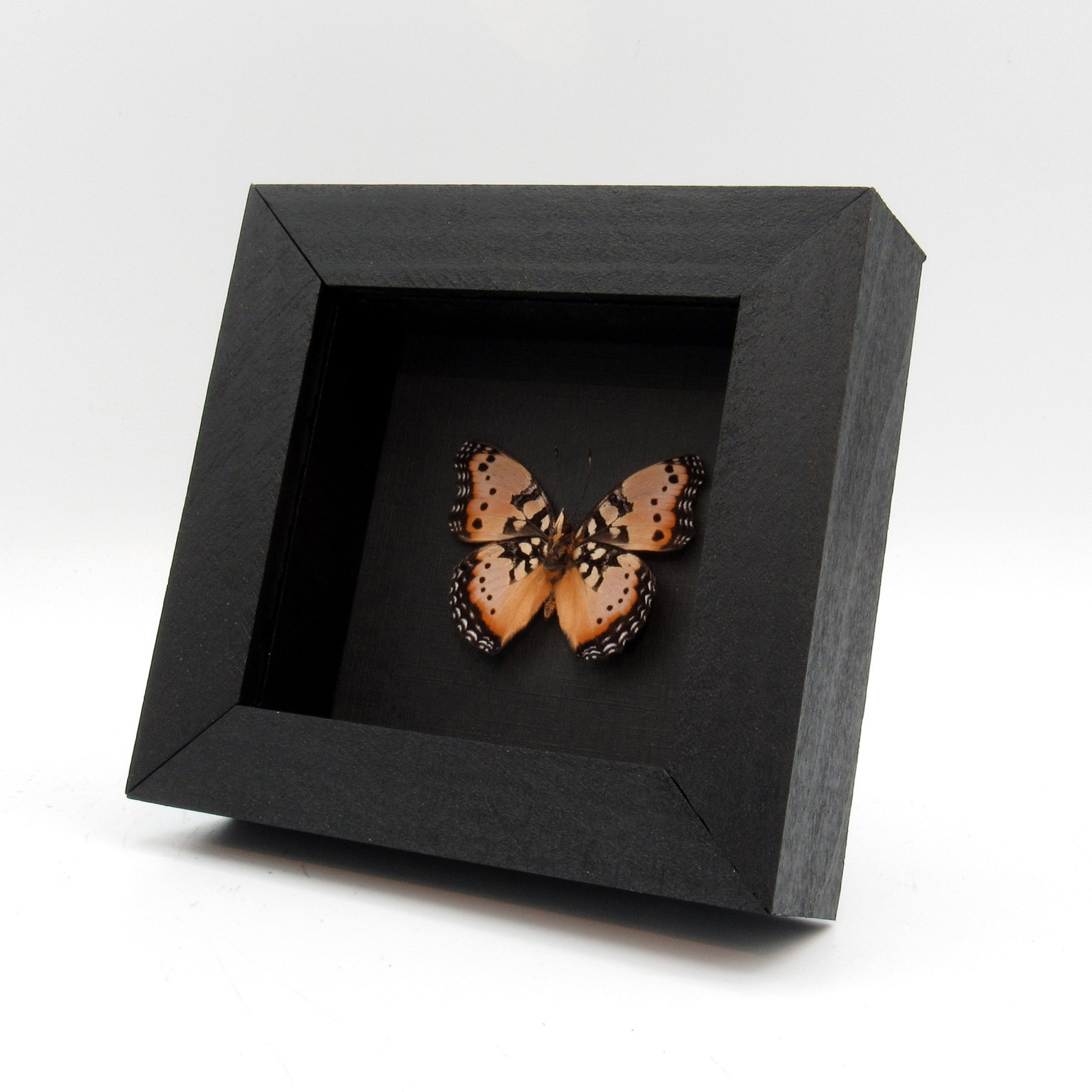 Rare Pink Form Gaudy Commodore Butterfly Framed Taxidermy - Etsy