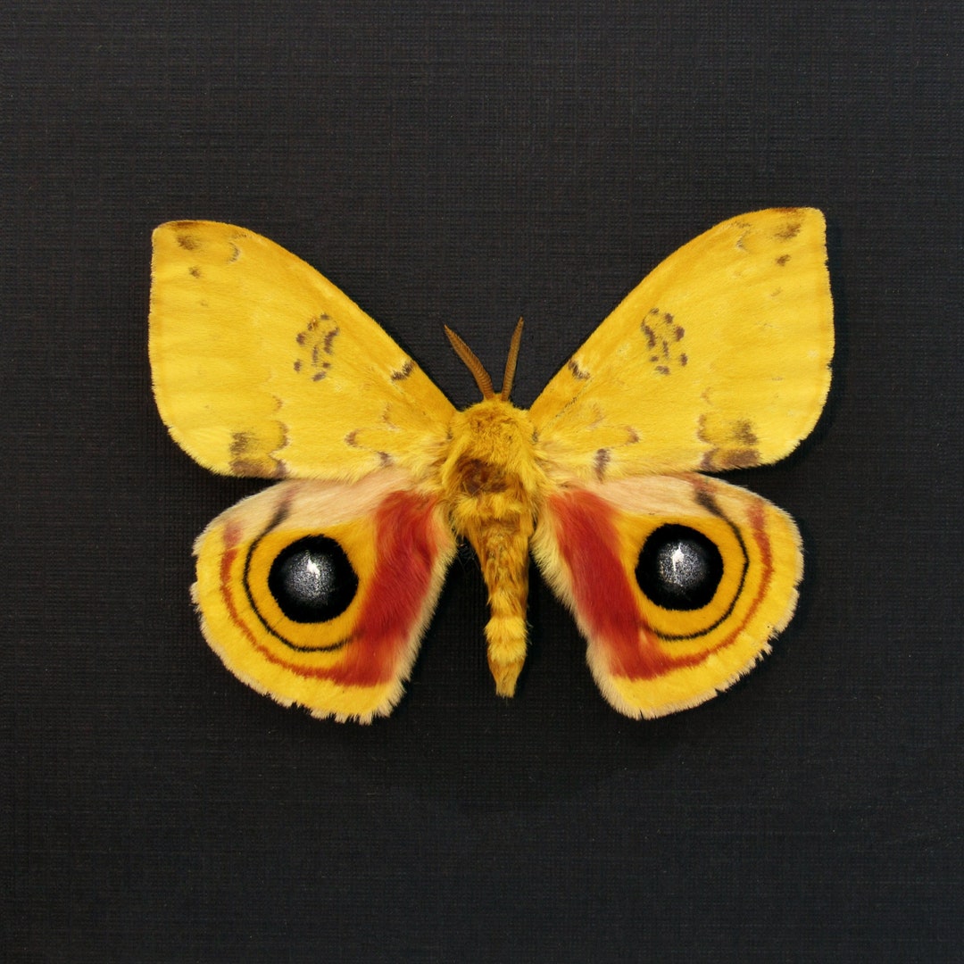 Real Yellow Io Moth Framed Taxidermy - Automeris Io - Etsy