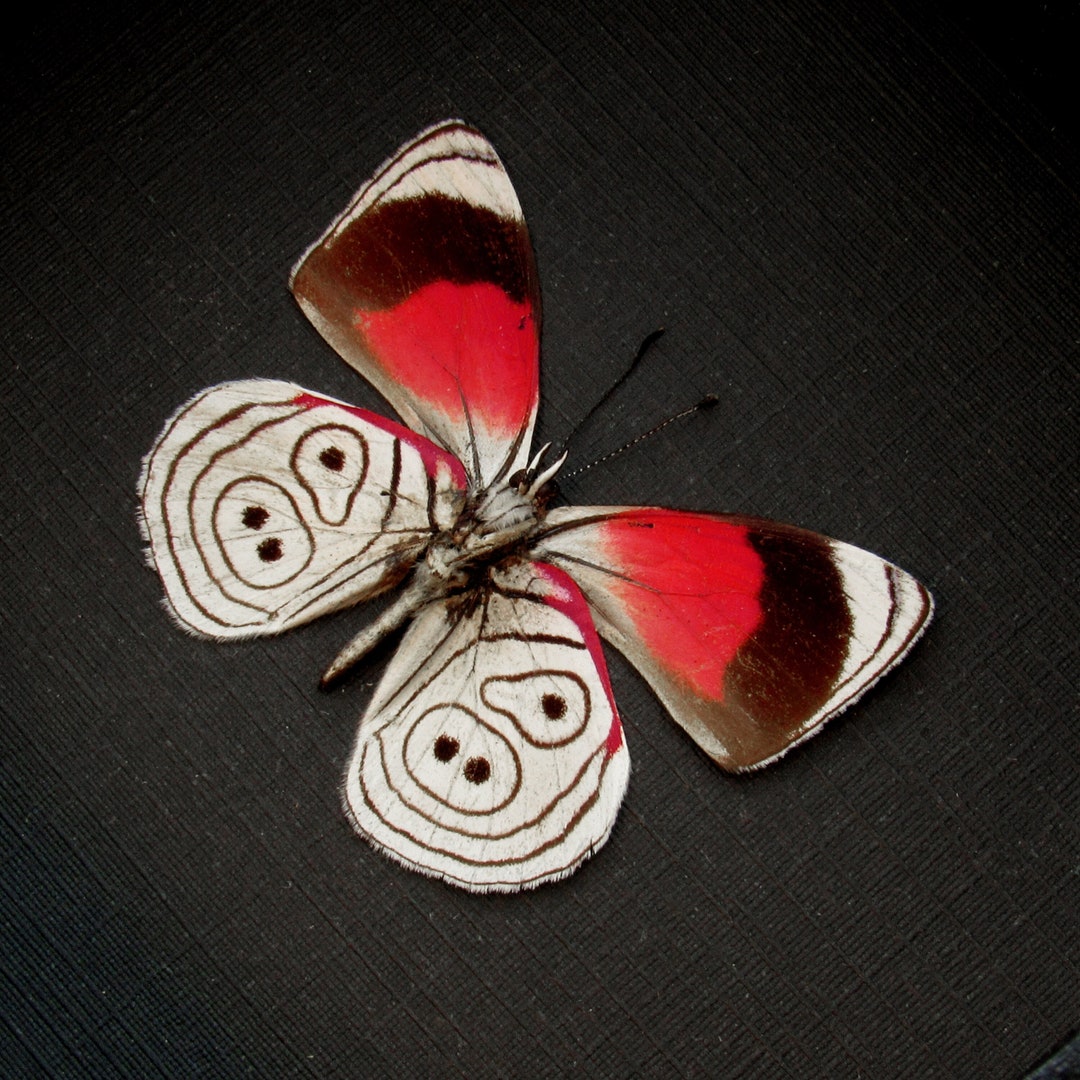 Real Red Eighty-eight Butterfly Framed Taxidermy Diaethria Lidwina - Etsy