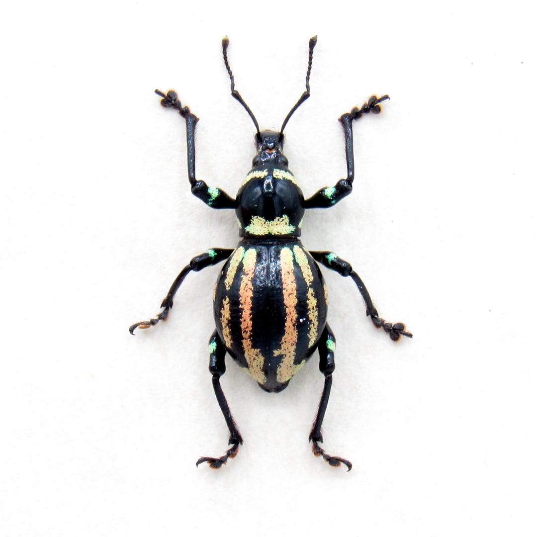 Real Pink Weevil Beetle Framed Specimen - Eupyrgops Species - Etsy