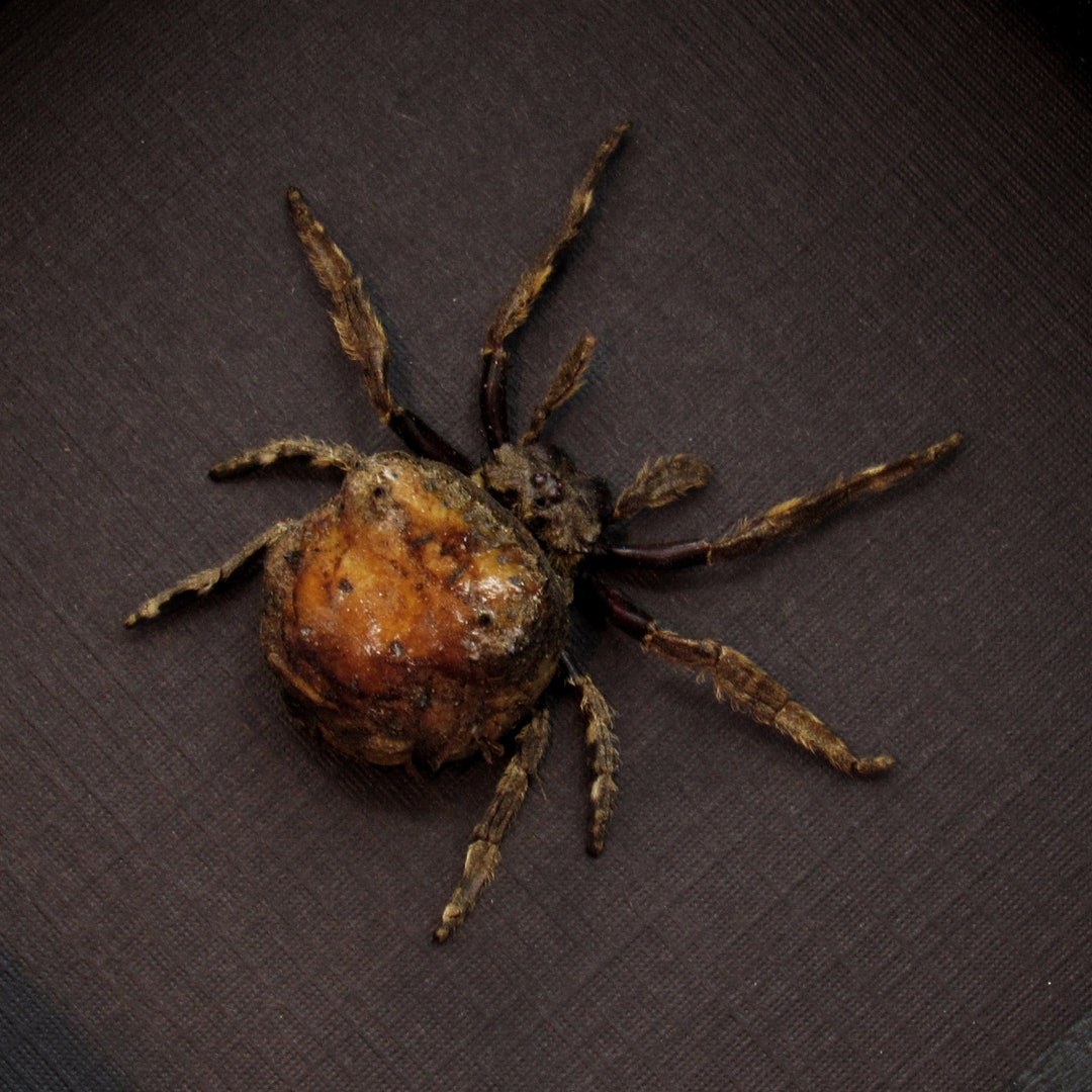 Real Orb Weaver Spider Framed Taxidermy Poltys Illepidus - Etsy