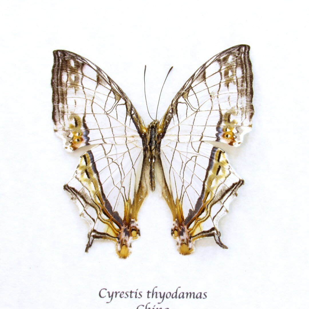 Real Common Map Butterfly Framed Taxidermy - Cyrestis Thyodamas - Etsy