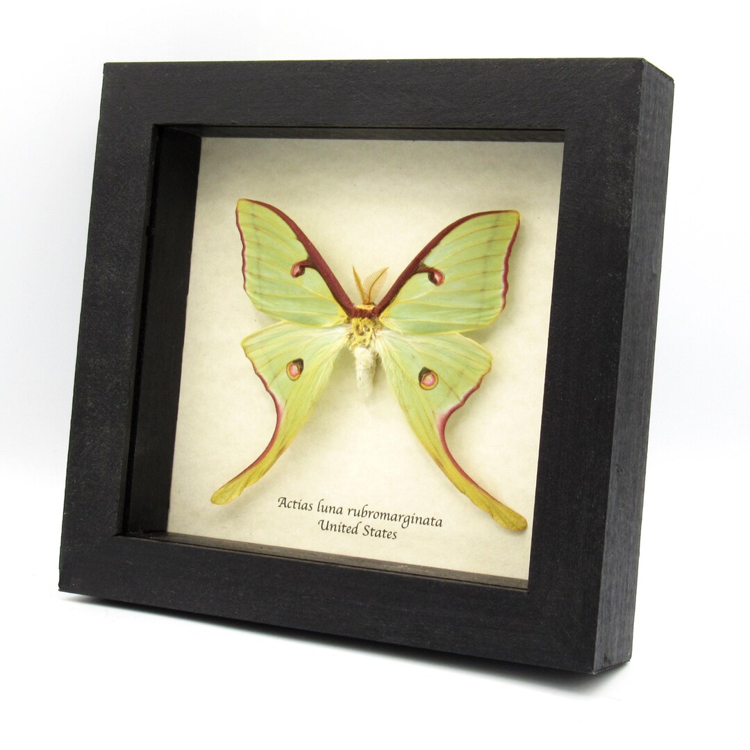 Real Rare Luna Moon Moth Framed Taxidermy Actias Luna Rubromarginata - Etsy