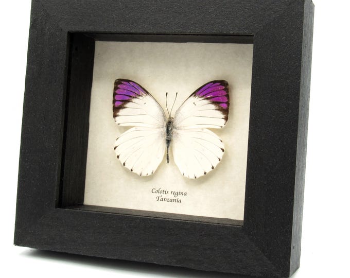 Real Purple Tip Butterfly Framed Taxidermy - Colotis Regina - Etsy