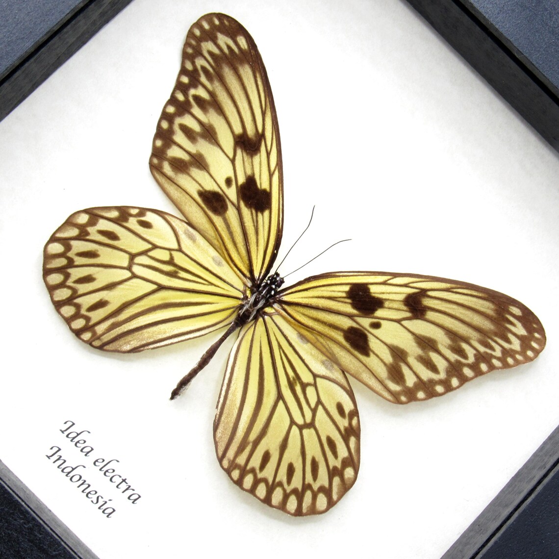 Rare Electra's Tree-nymph Butterfly Framed Taxidermy - Idea Electra ...