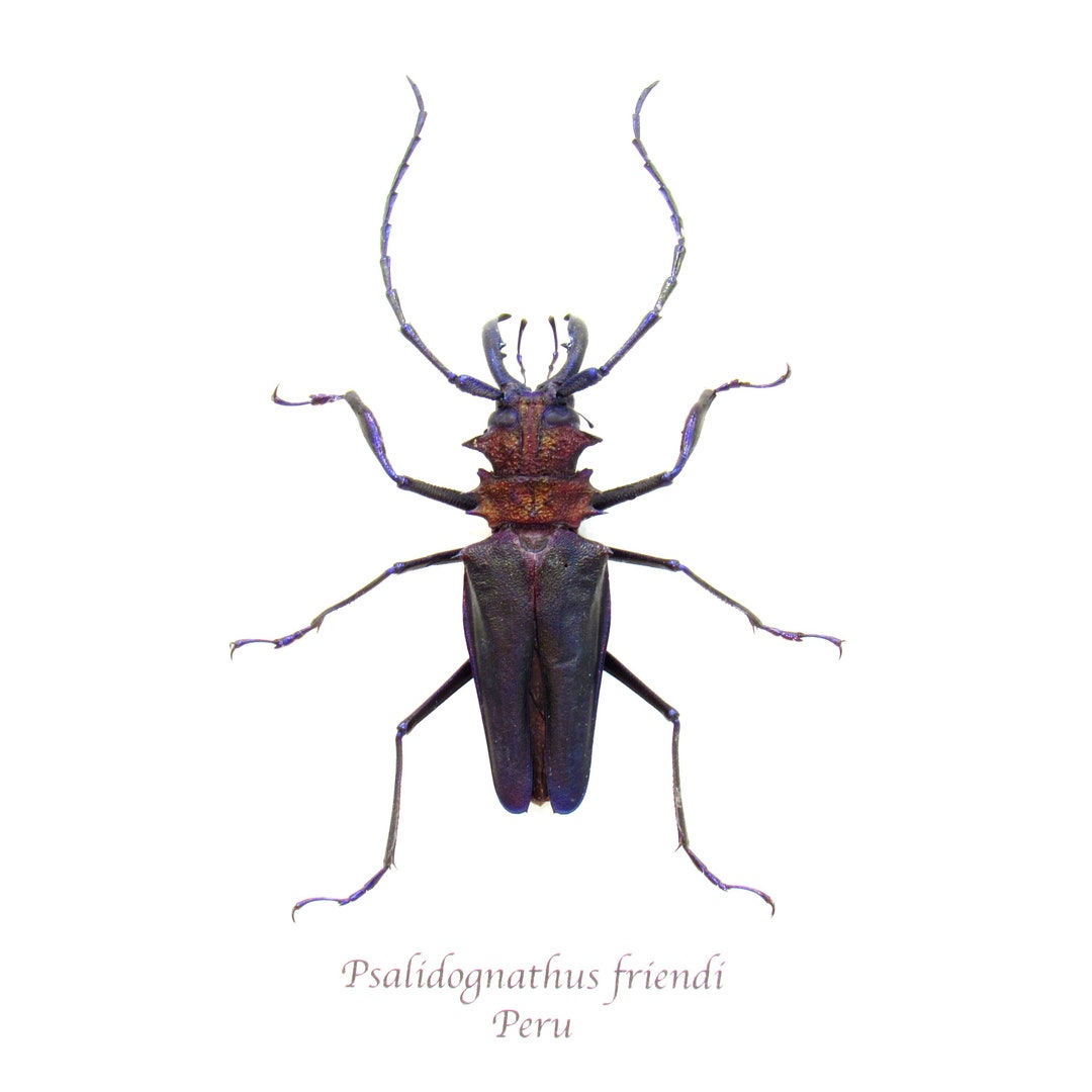 Rare Deep Purple Longhorn Beetle Framed Taxidermy - Psalidognathus ...