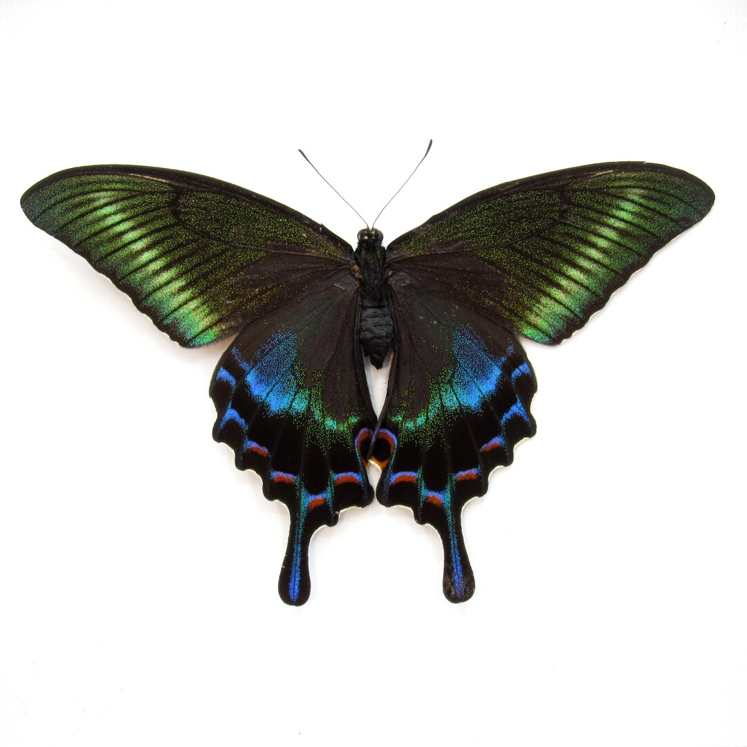 Real Alpine Black Swallowtail Framed Taxidermy Papilio Maackii Tutanus ...