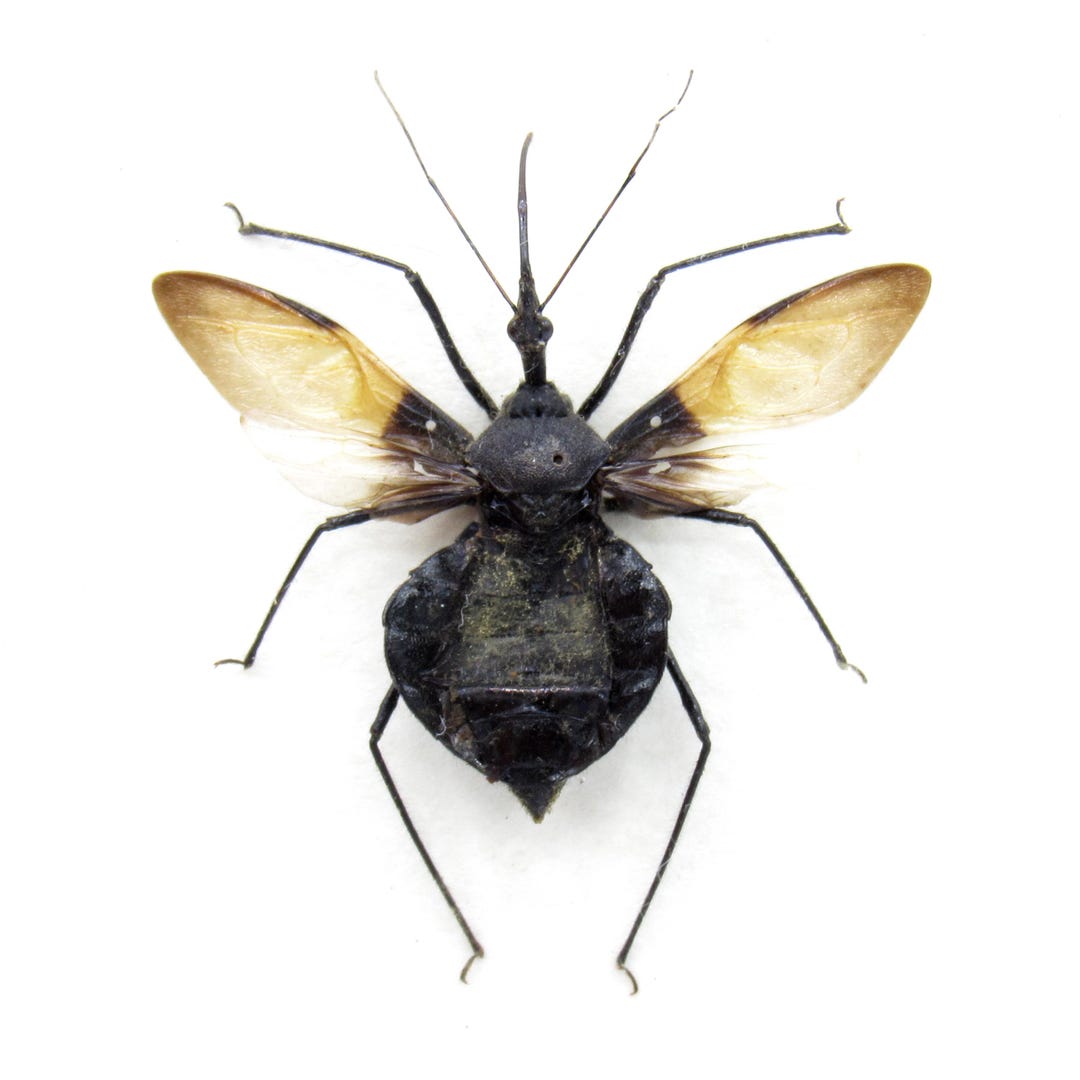 Real Black Assassin Bug Framed Taxidermy - Heteroptera Species - Etsy