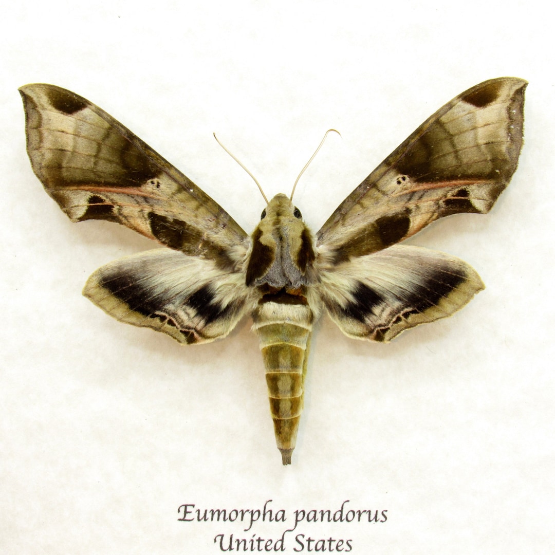 Real Pandora Sphinx Moth Framed Taxidermy Eumorpha Pandorus - Etsy