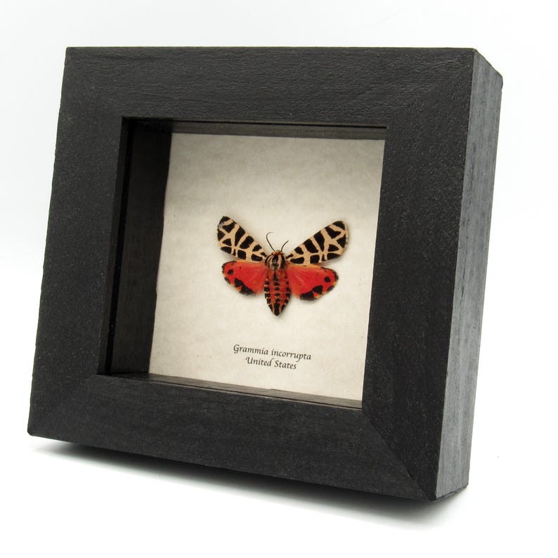 Rare Tiger Moth Framed Taxidermy - Grammia Incorrupta - Red Form - Etsy