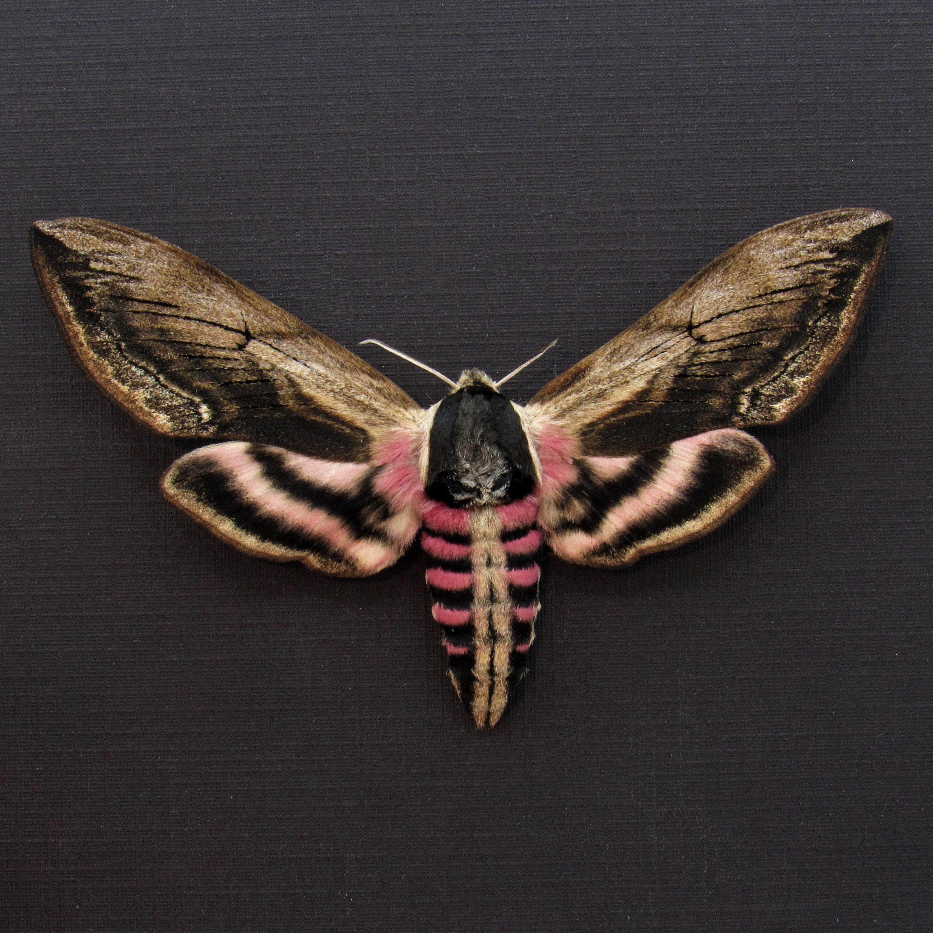 Privet Hawk Moths