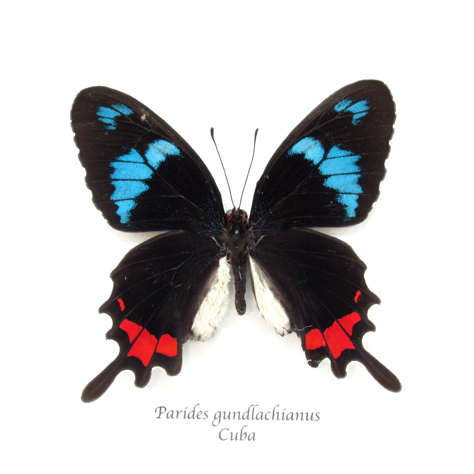 Very Rare Real Blue Cattleheart Butterfly Framed Taxidermy - Parides ...