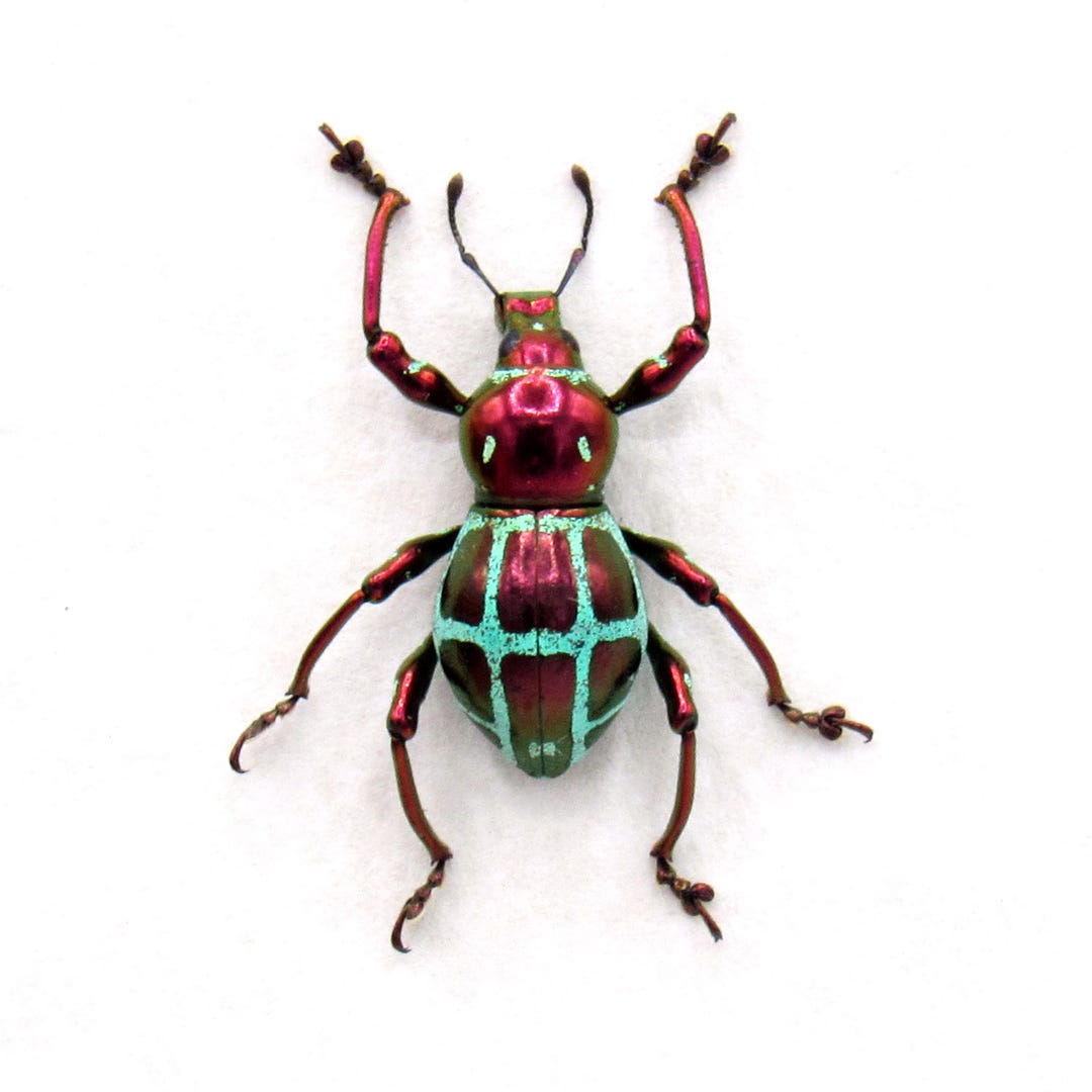 Real Metallic Red Weevil Beetle Framed Specimen - Pachyrhynchus ...
