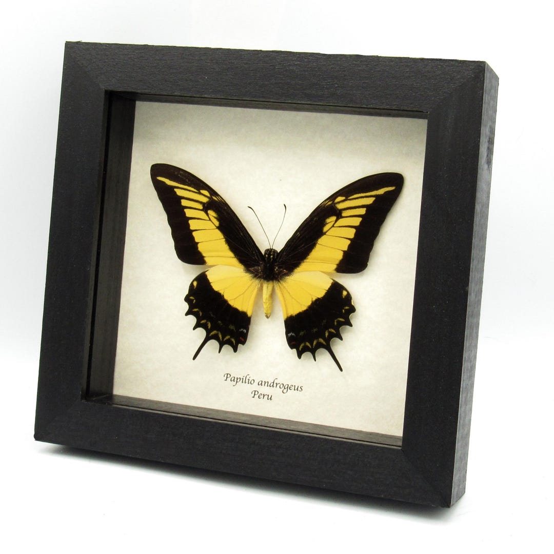 Large Yellow Queen Swallowtail Framed Taxidermy - Papilio Androgeus - Etsy