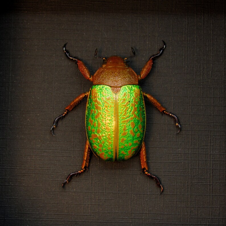 Large Jewel Scarab beetle framed Chrysina victorina | Etsy