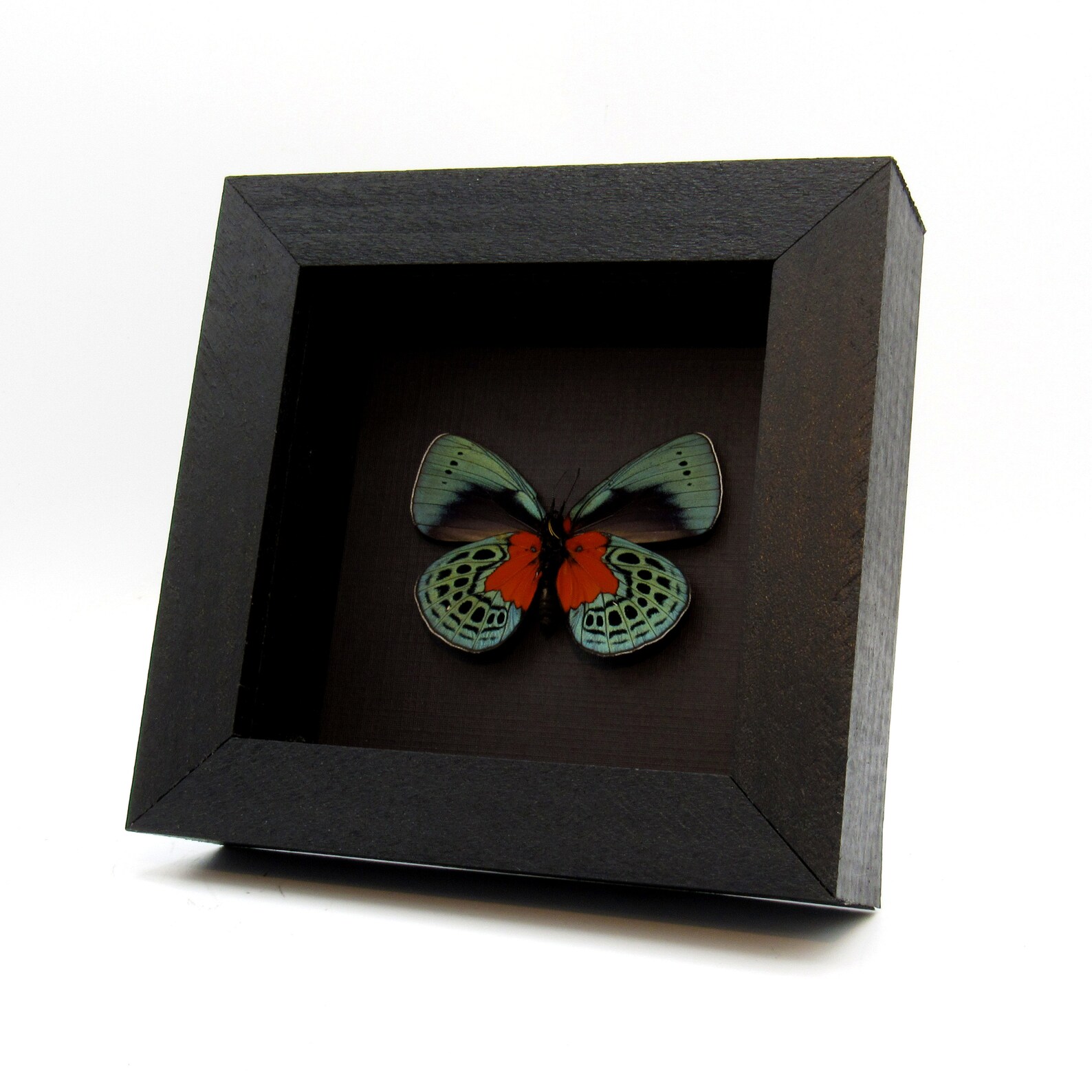Real Blood Red Butterfly Framed Taxidermy Asterope Optima - Etsy