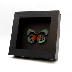 Real Blood Red Butterfly Framed Taxidermy Asterope Optima - Etsy